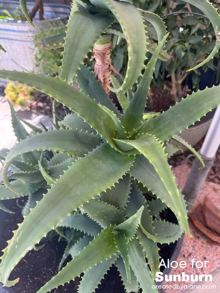 How to prep aloe for sunburn | Created by Diane