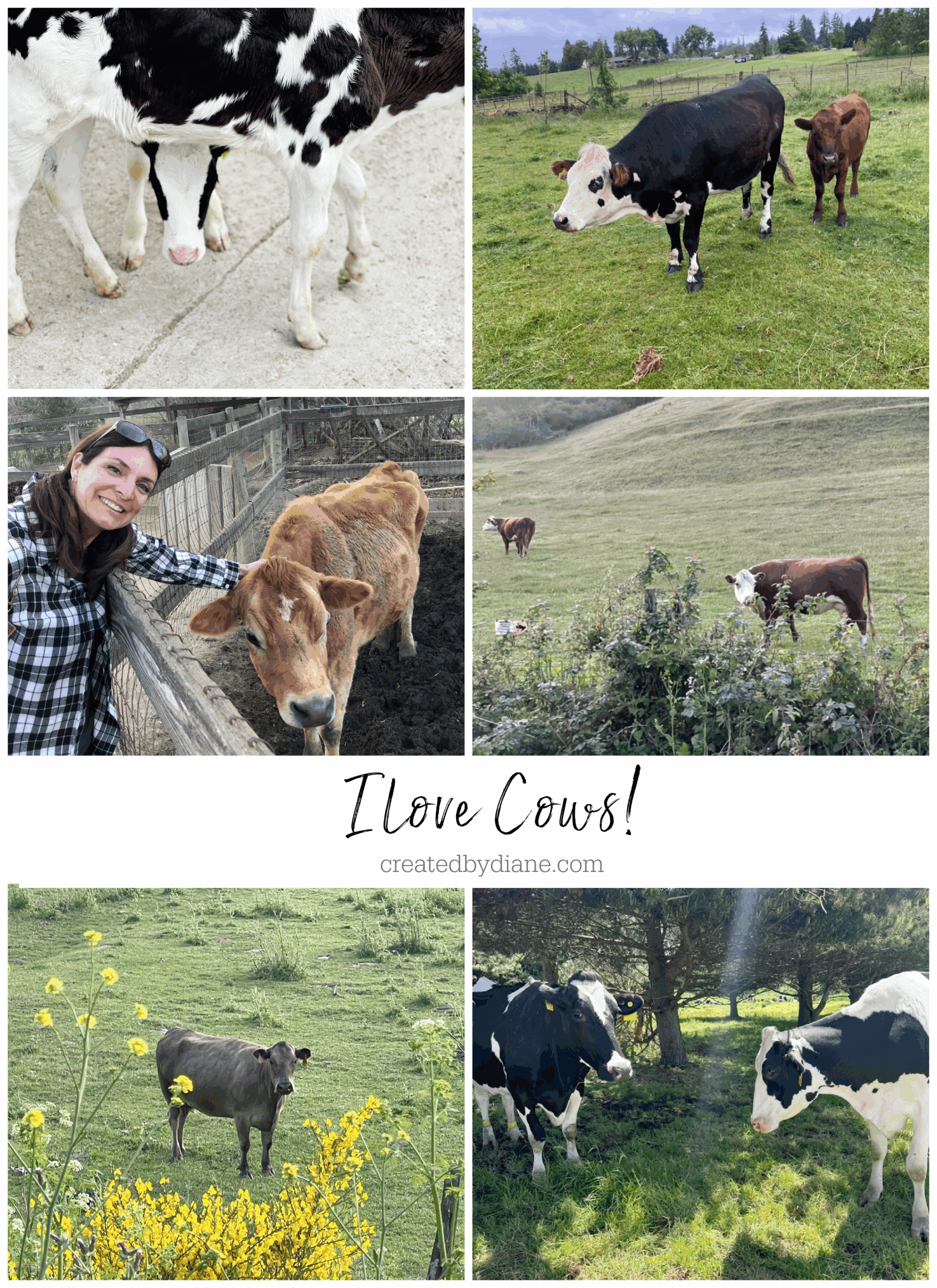 Cow Cookies | Created by Diane